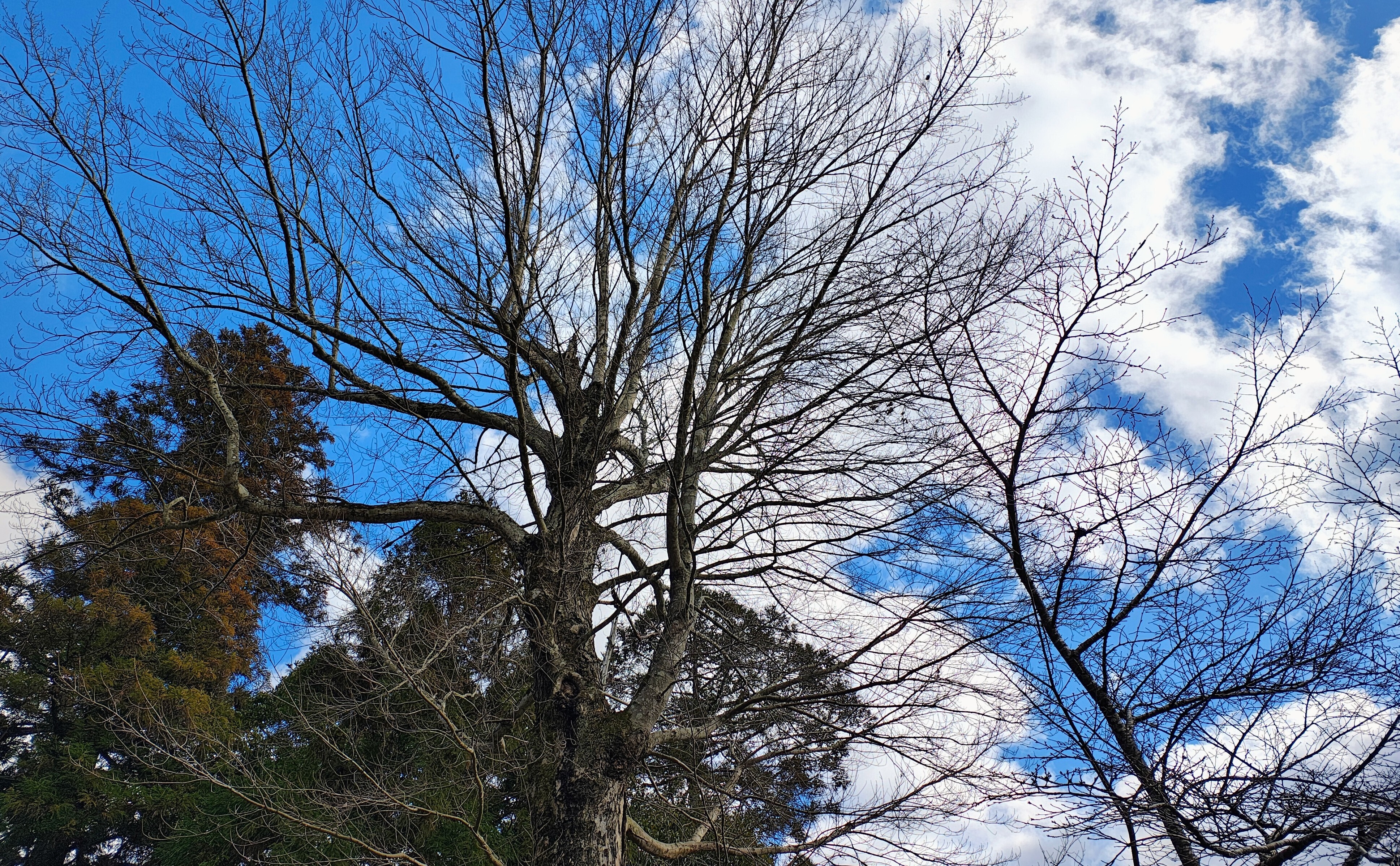 山の神😀 | TORQUE STYLE