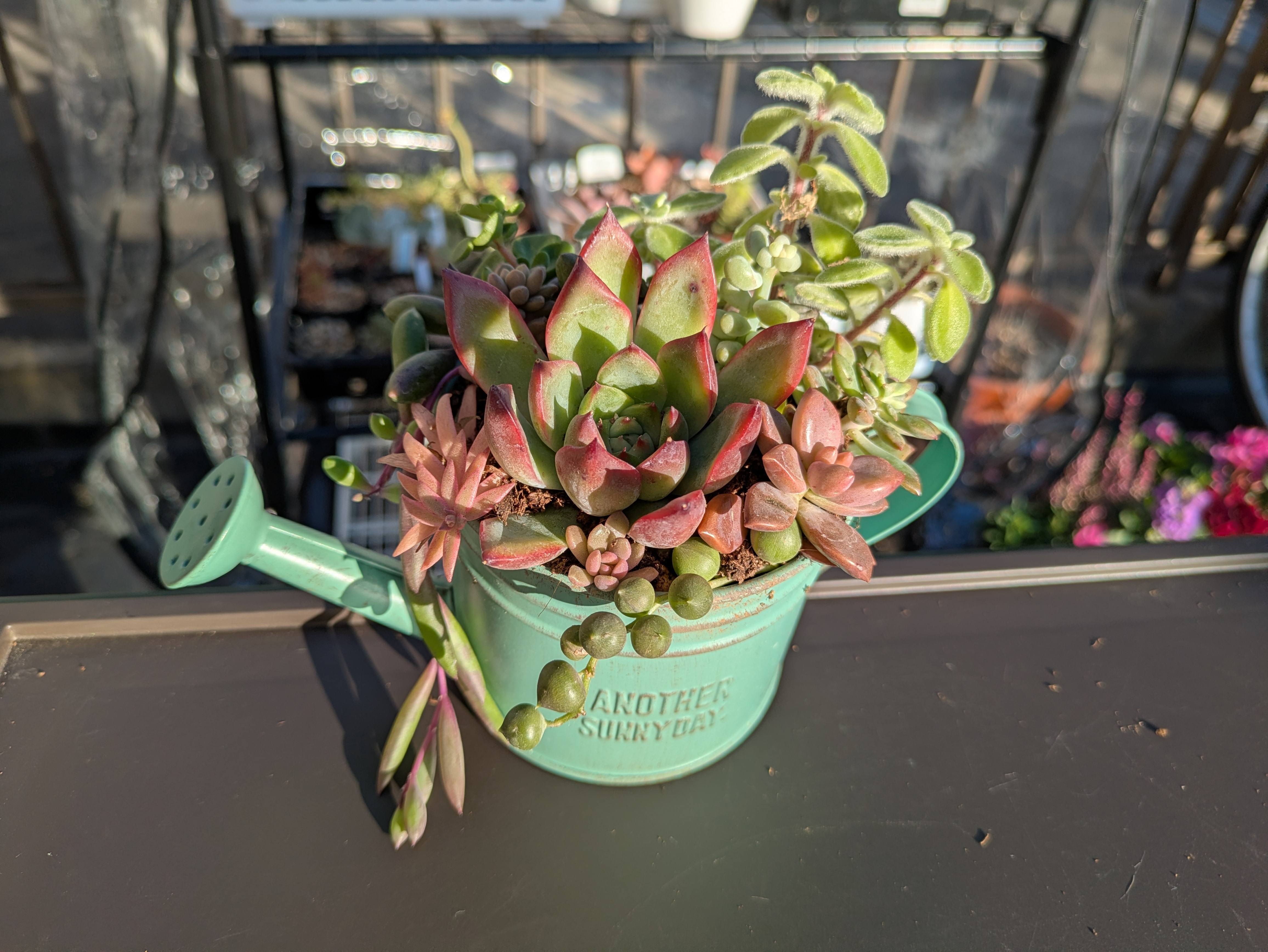 多肉寄せ植え🪴 | CAINZ DIY Square