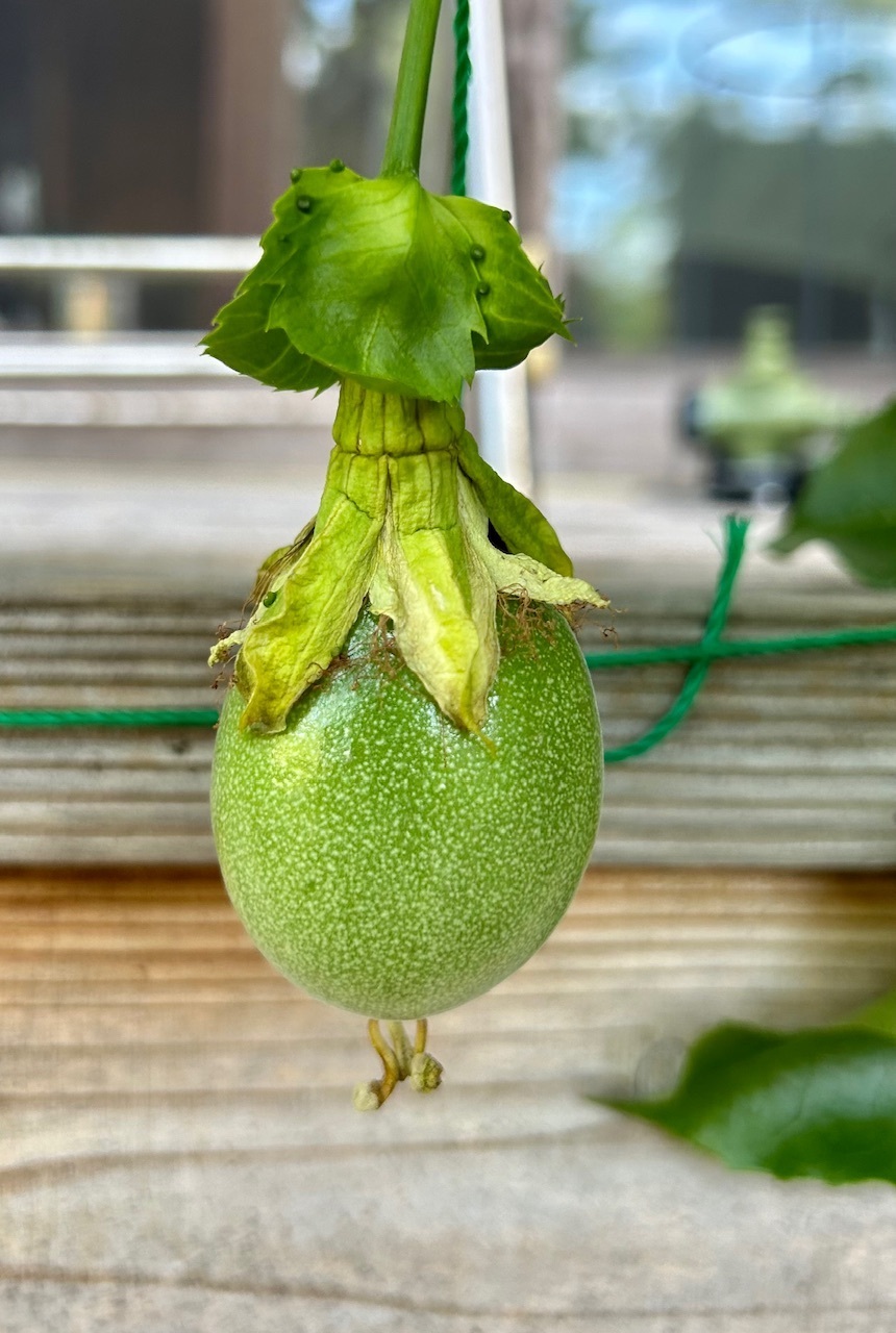 今朝のパッションフルーツ | CAINZ DIY Square