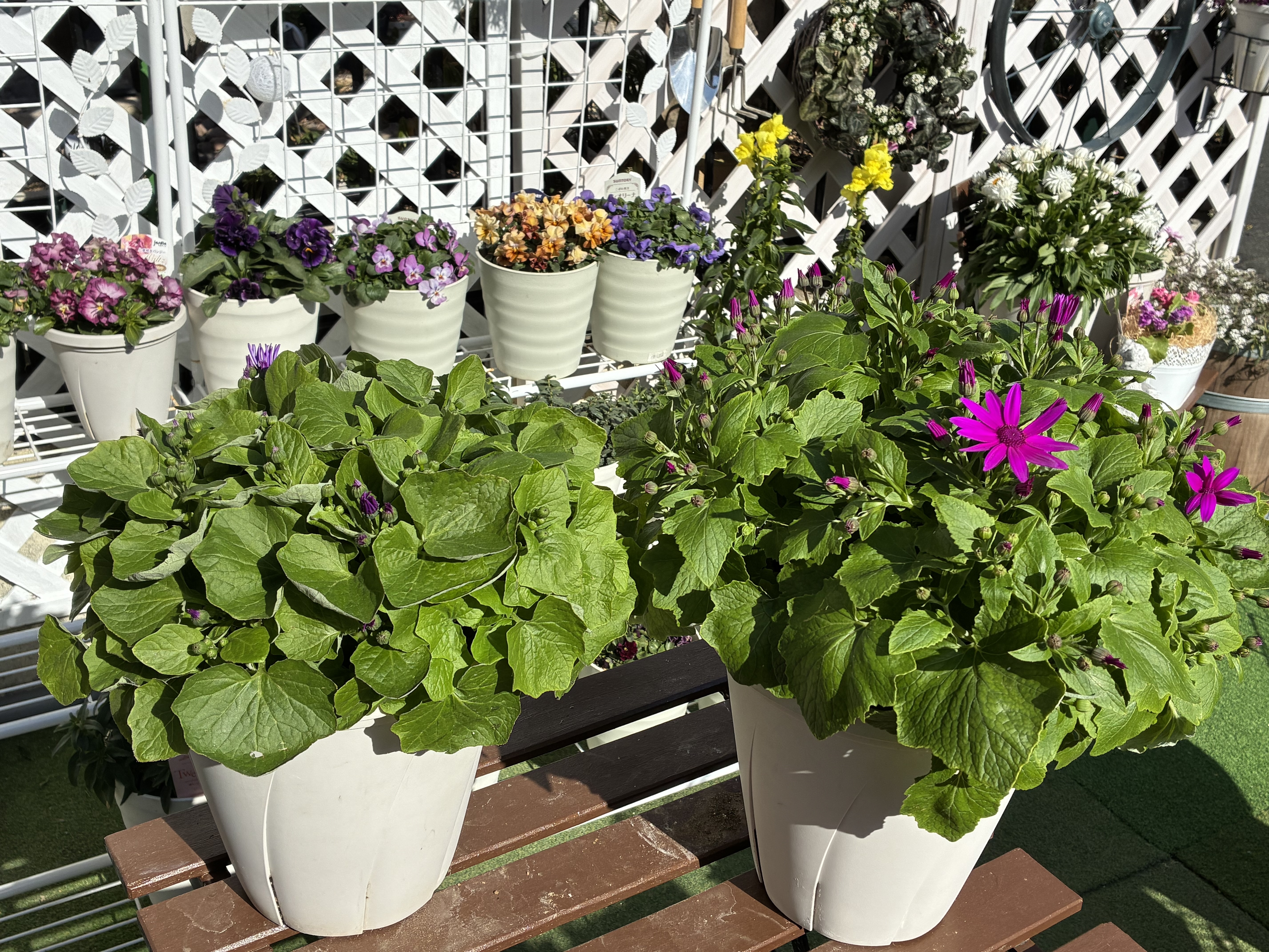 やっと咲き出しうちの子🌸 | SUNSUNガーデン