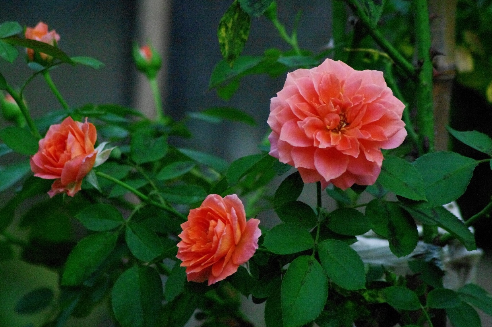 出会い | TORQUE STYLE