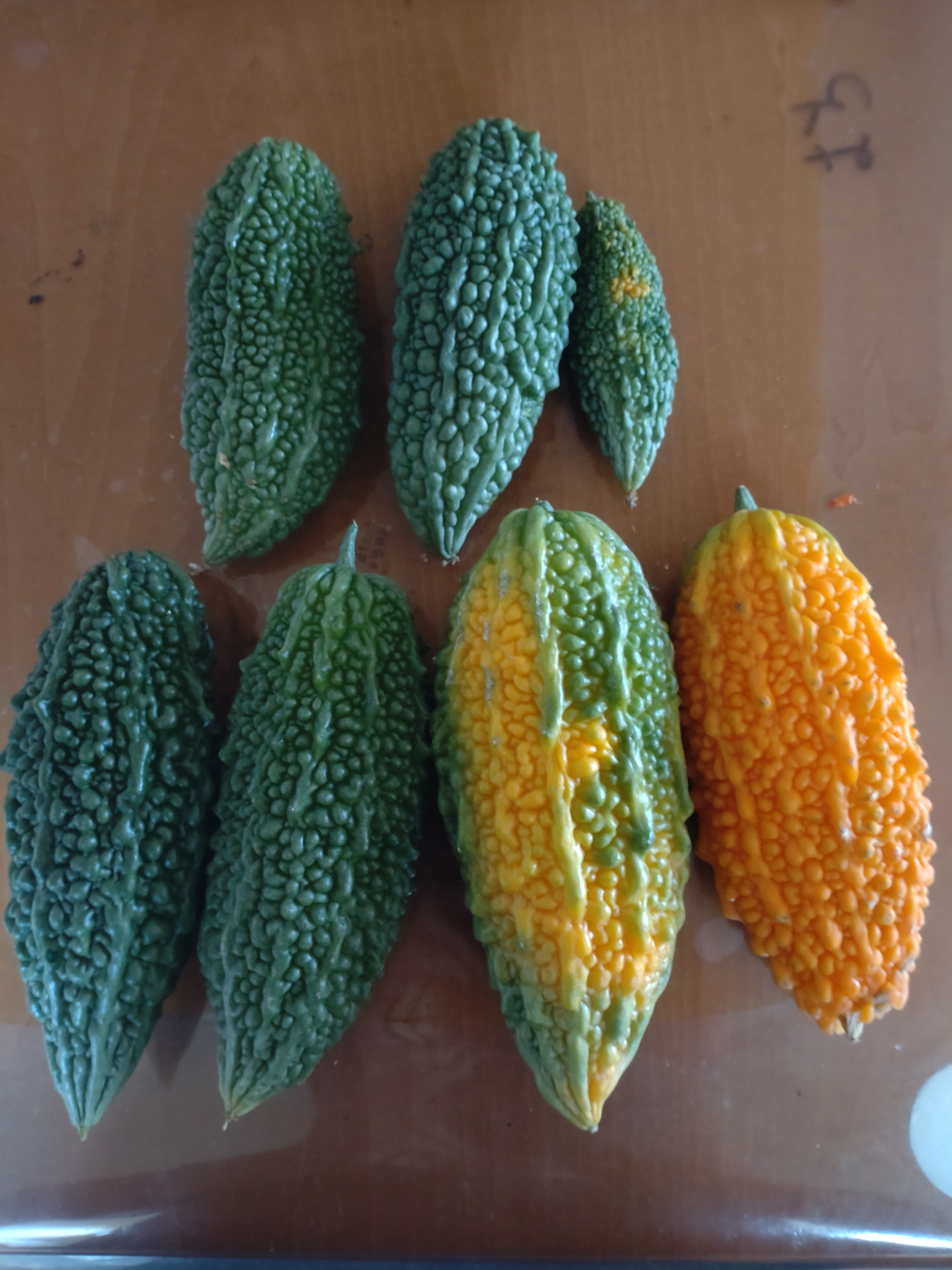 わくわく野菜作り賞 始めてゴーヤ収穫したんで... | CAINZ DIY Square