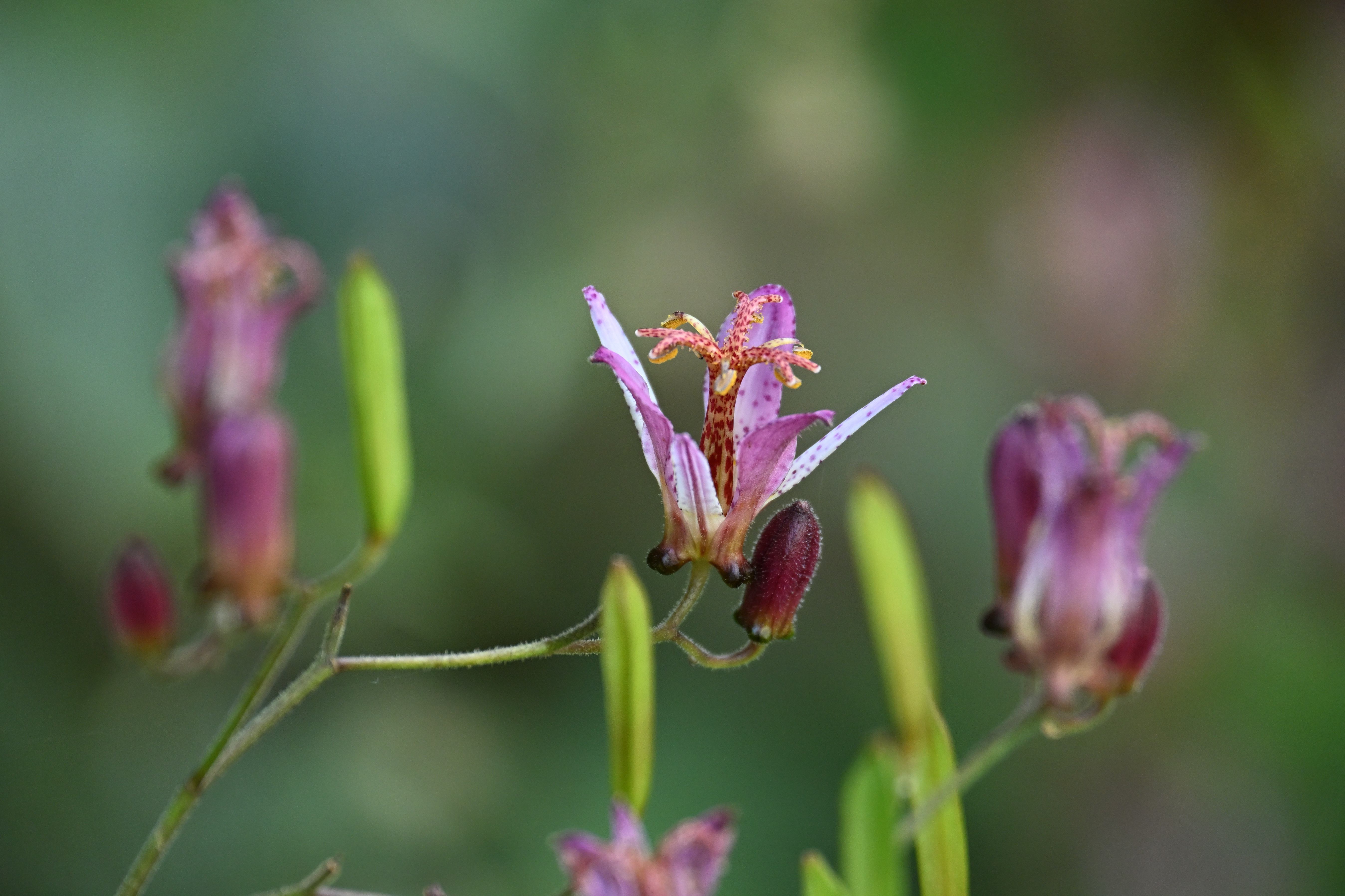 秋色チャレンジ 庭のホトトギス | PHOTO HUB by nikkor club