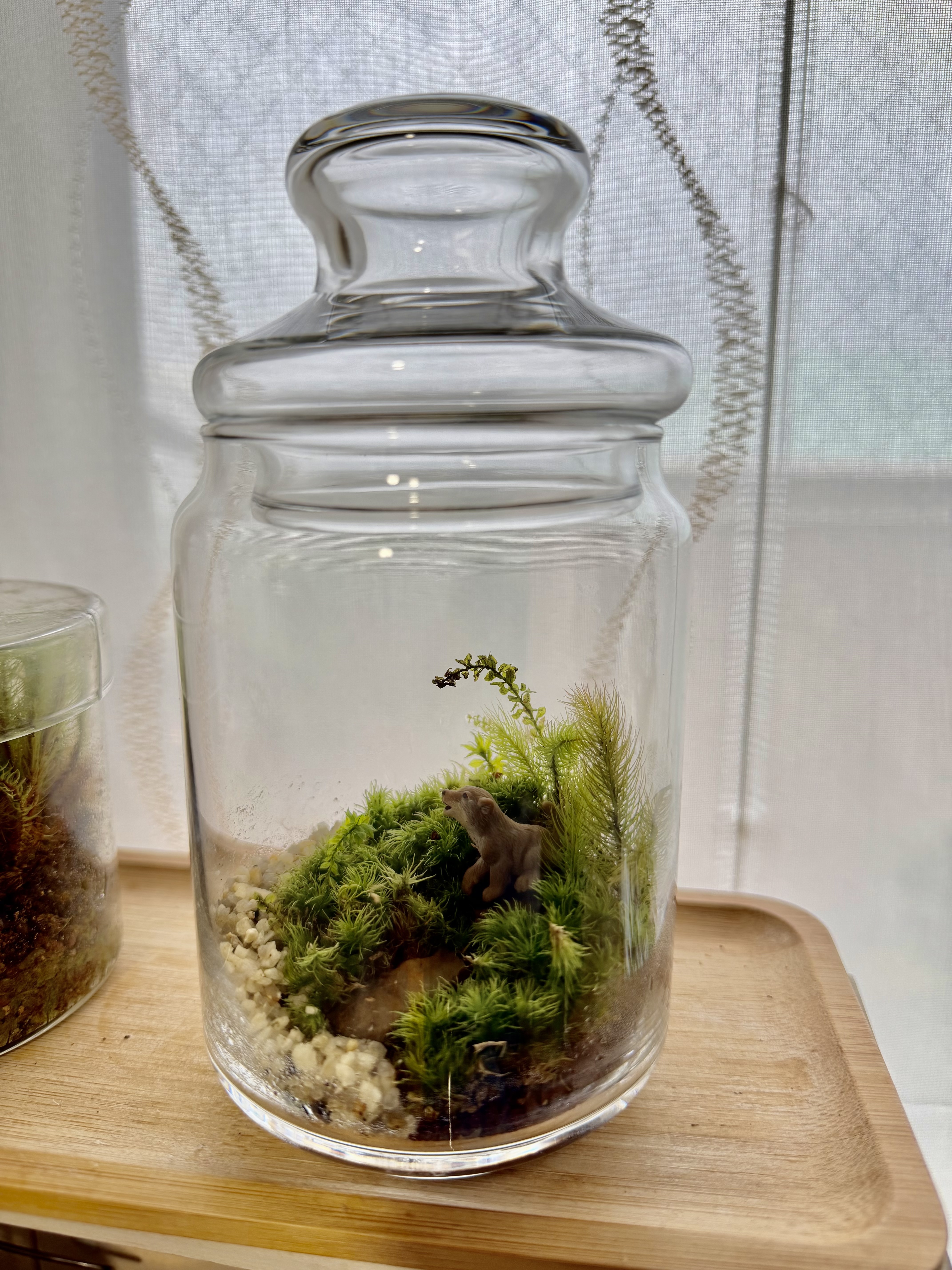 苔テラリウム | CAINZ DIY Square