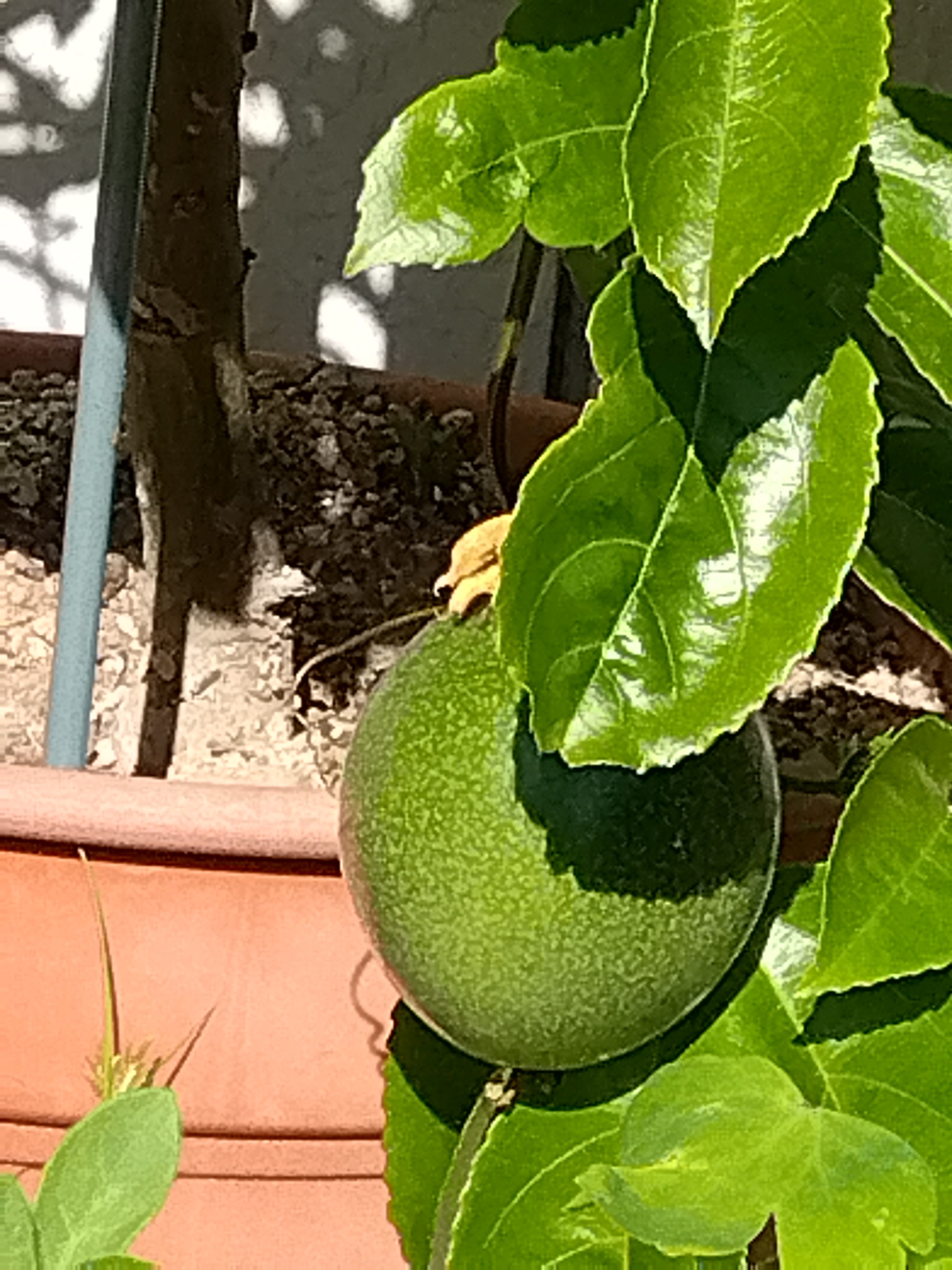 今日のパッションフルーツ | CAINZ DIY Square