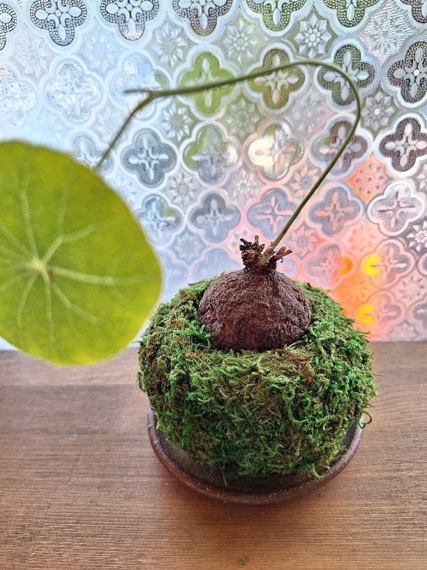 塊根植物と苔玉 | CAINZ DIY Square