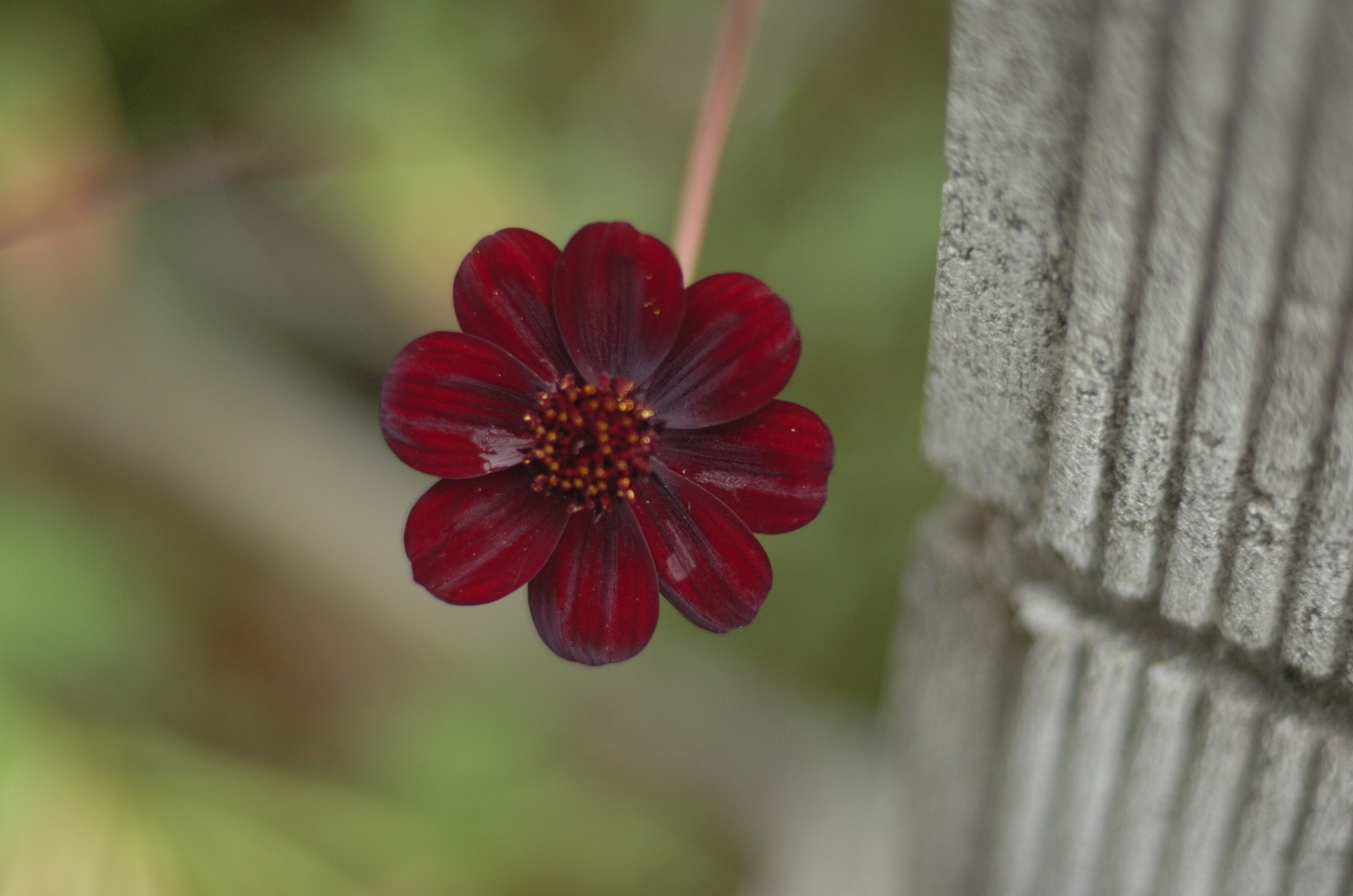 Blood Cosmos | PHOTO HUB by nikkor club