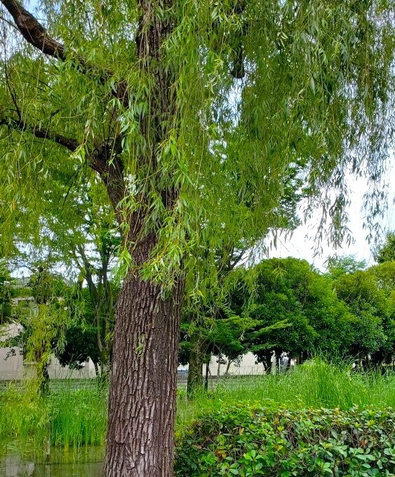 やなぎと缶コーヒー | UCCラボ