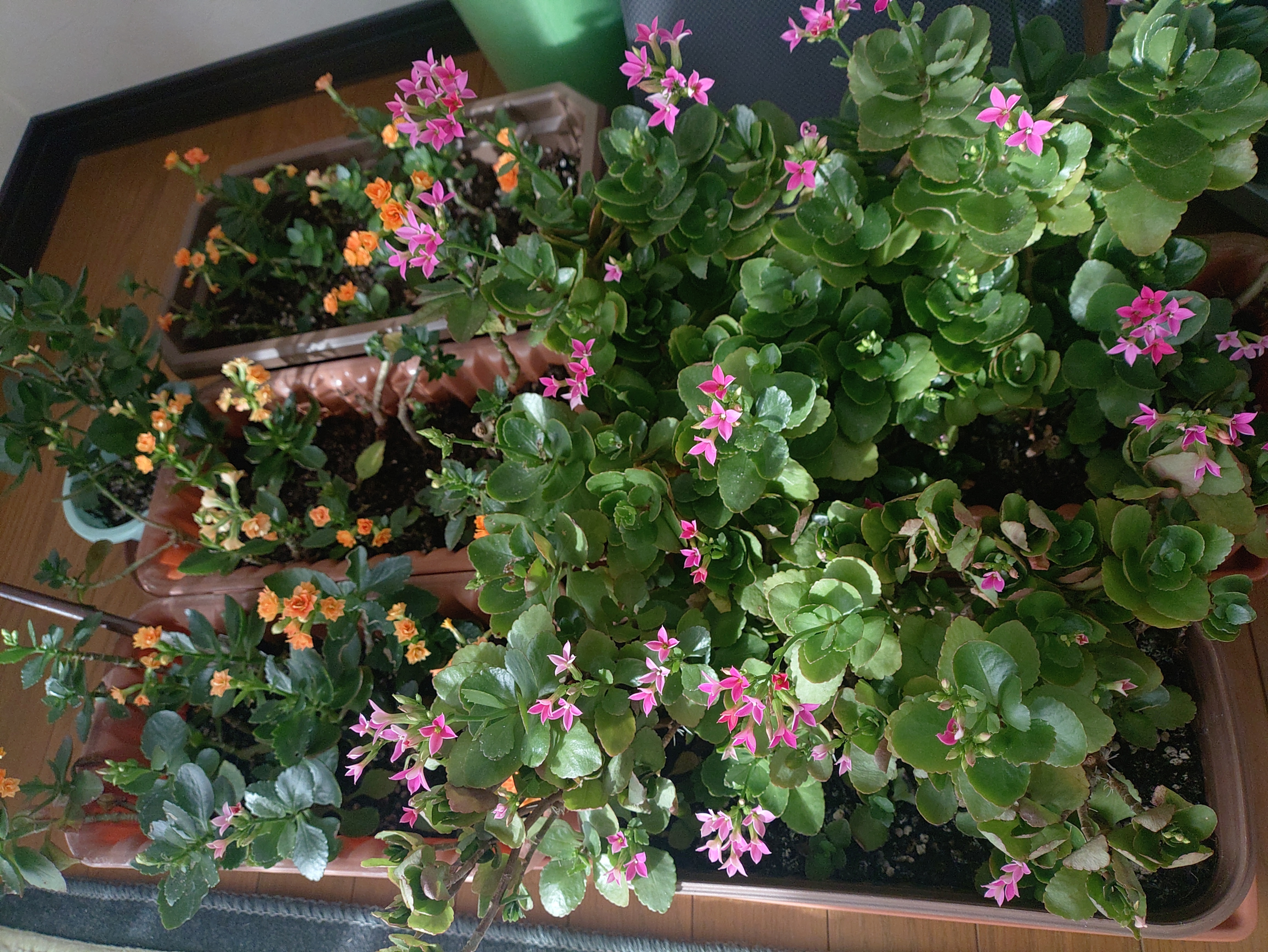 室内お花畑 | TORQUE STYLE