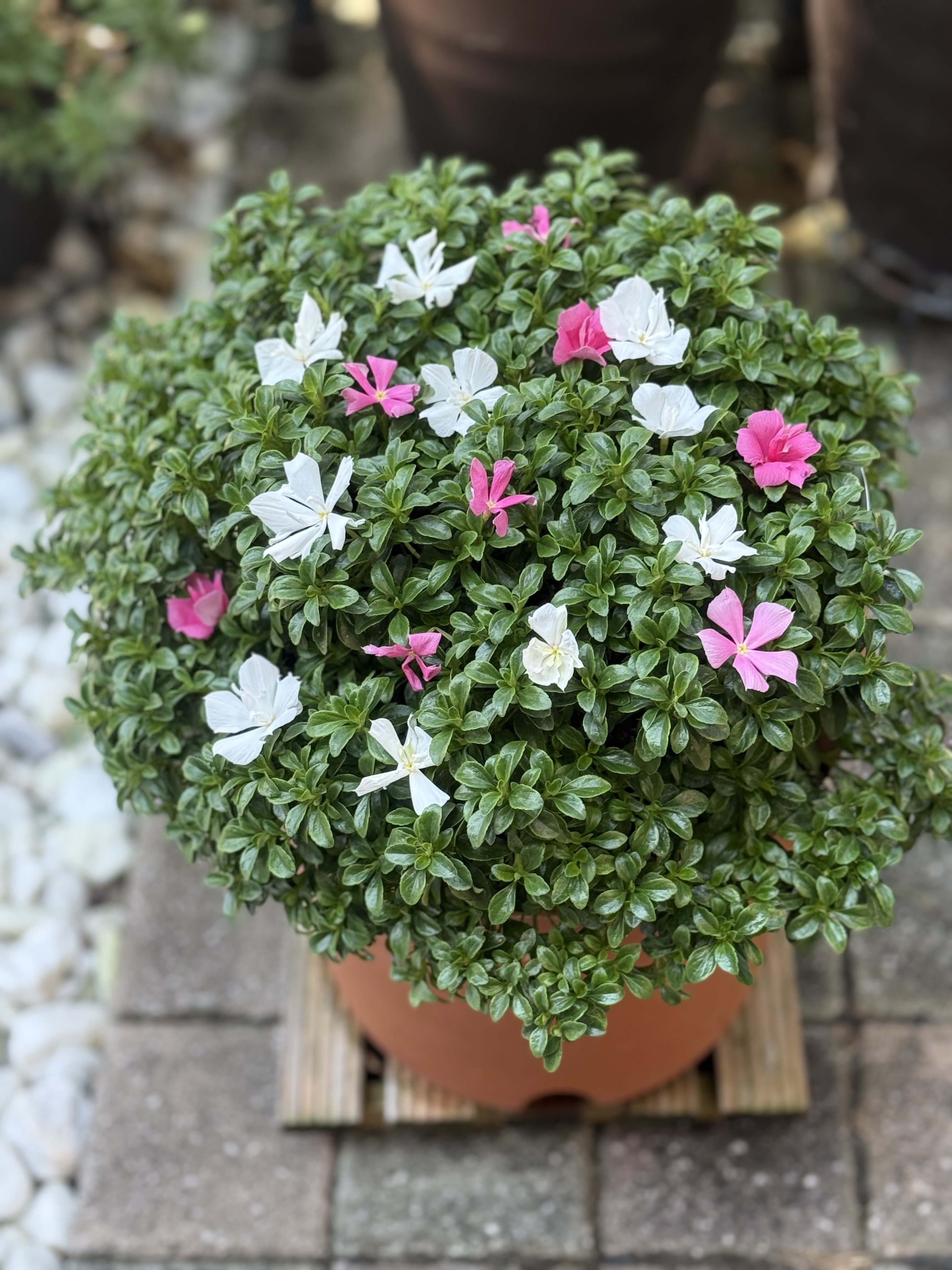 ミンティアにサニプリ | SUNSUNガーデン