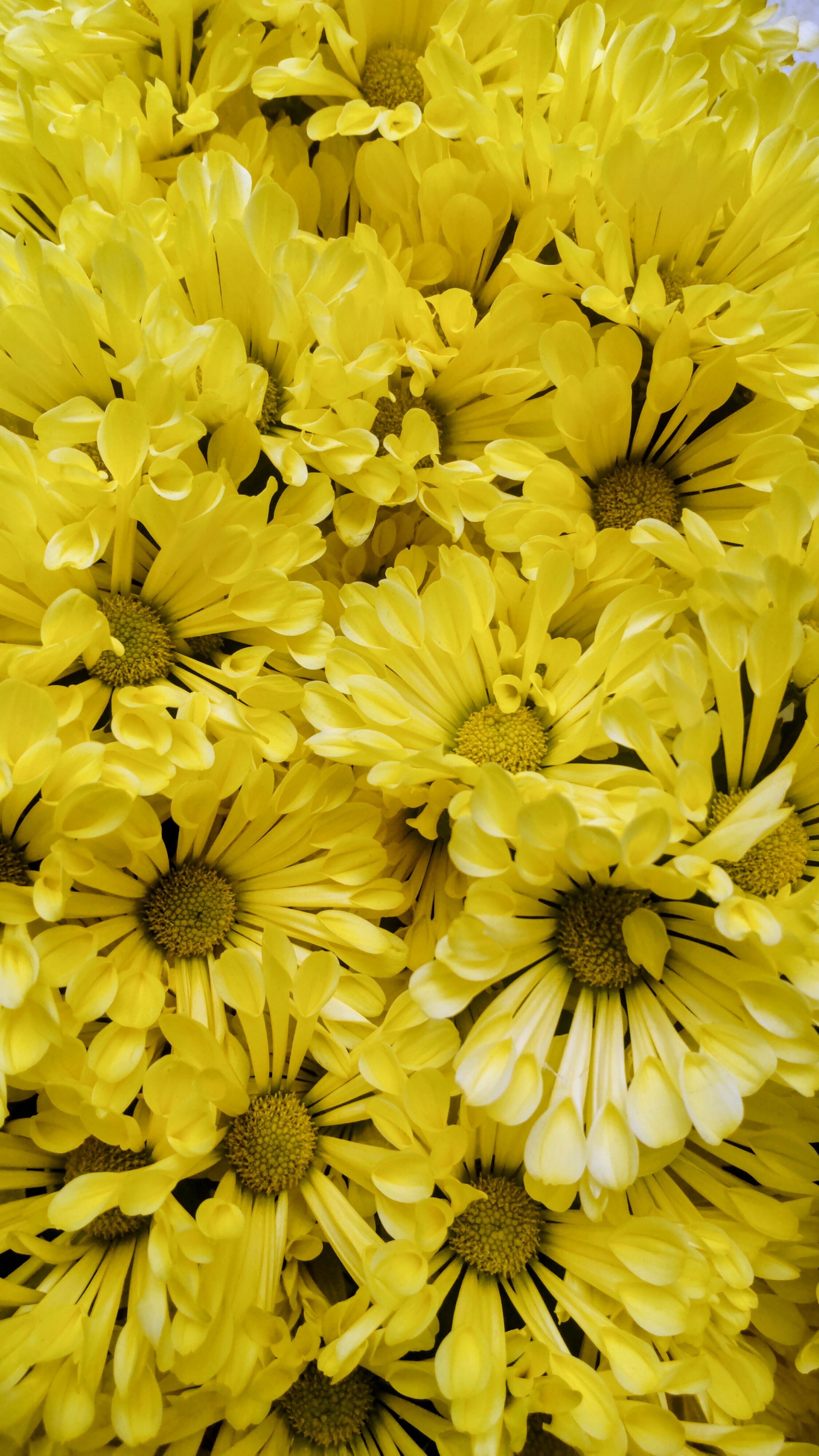 お迎えしたポットマムと来訪者(カマキリが苦手... | たまがわLOOP オンライン