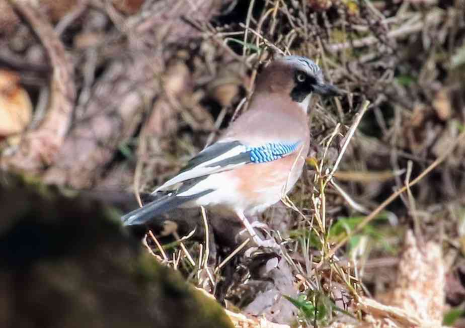 カケス | TORQUE STYLE