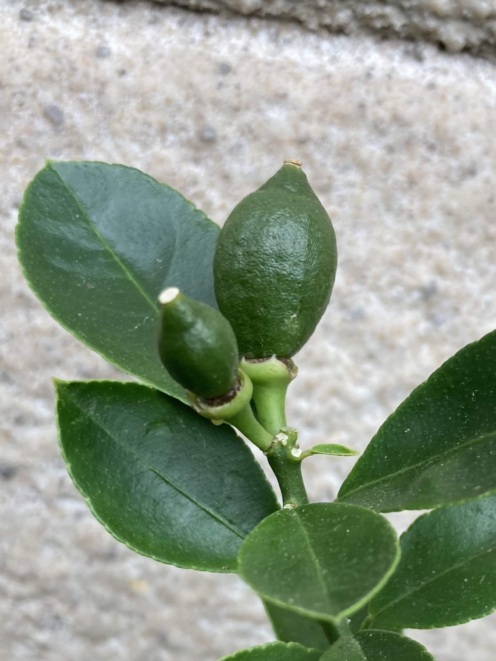 レモン結実 | CAINZ DIY Square