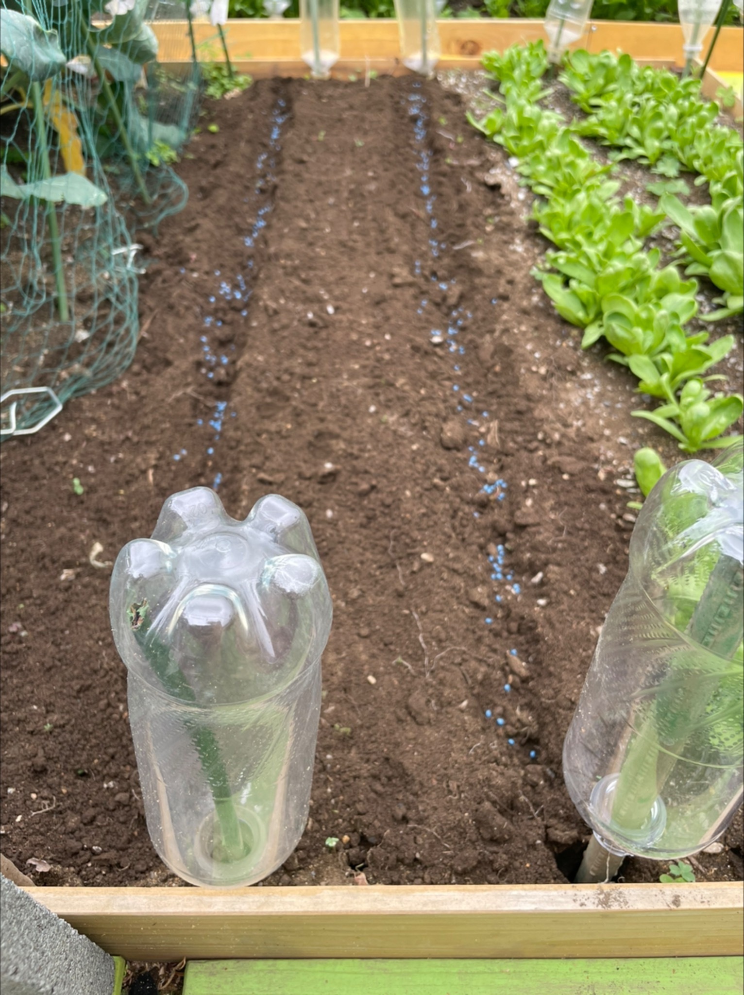 ほうれん草畑その2 | CAINZ DIY Square