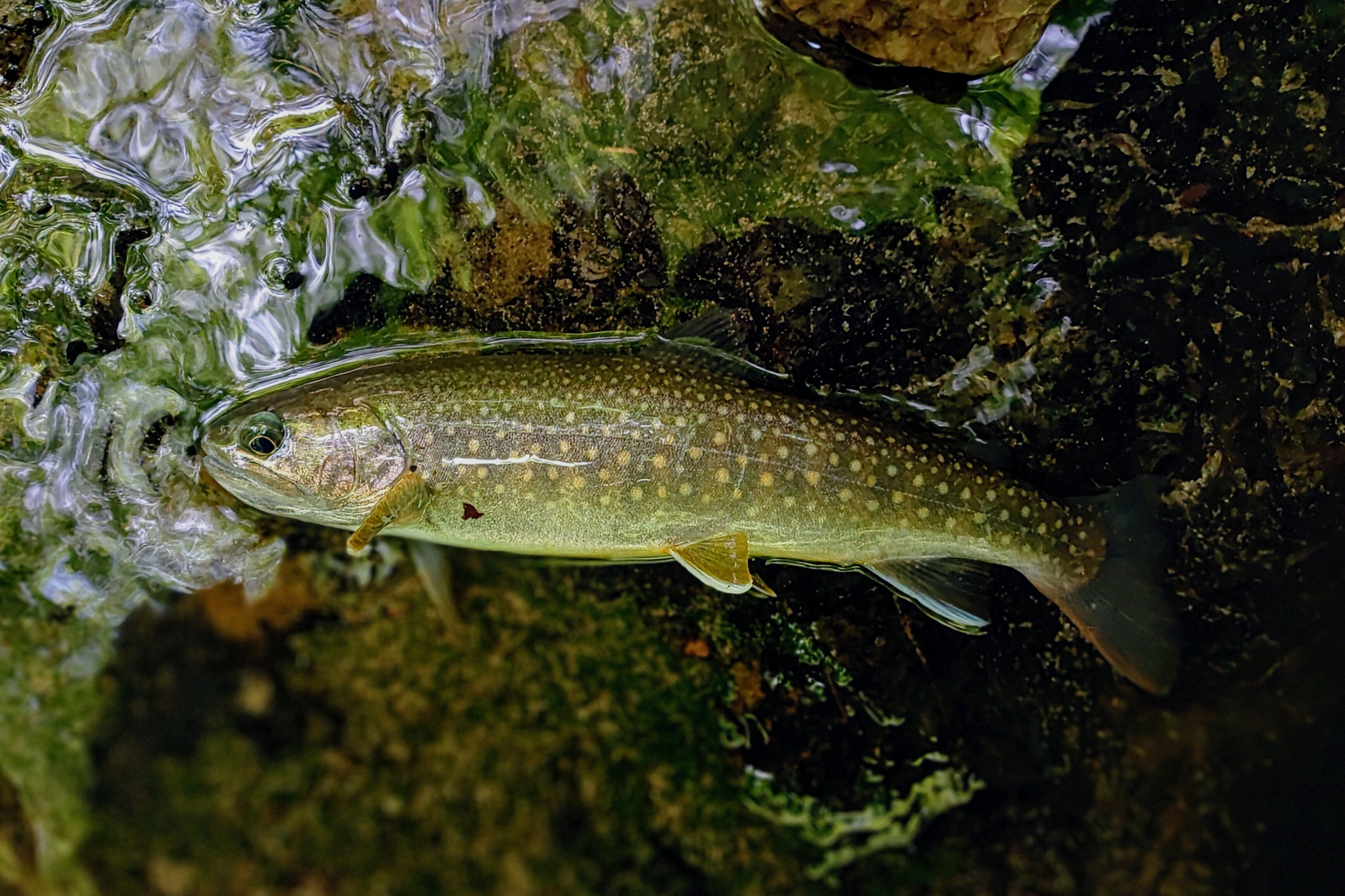 夏の思いで | TORQUE STYLE