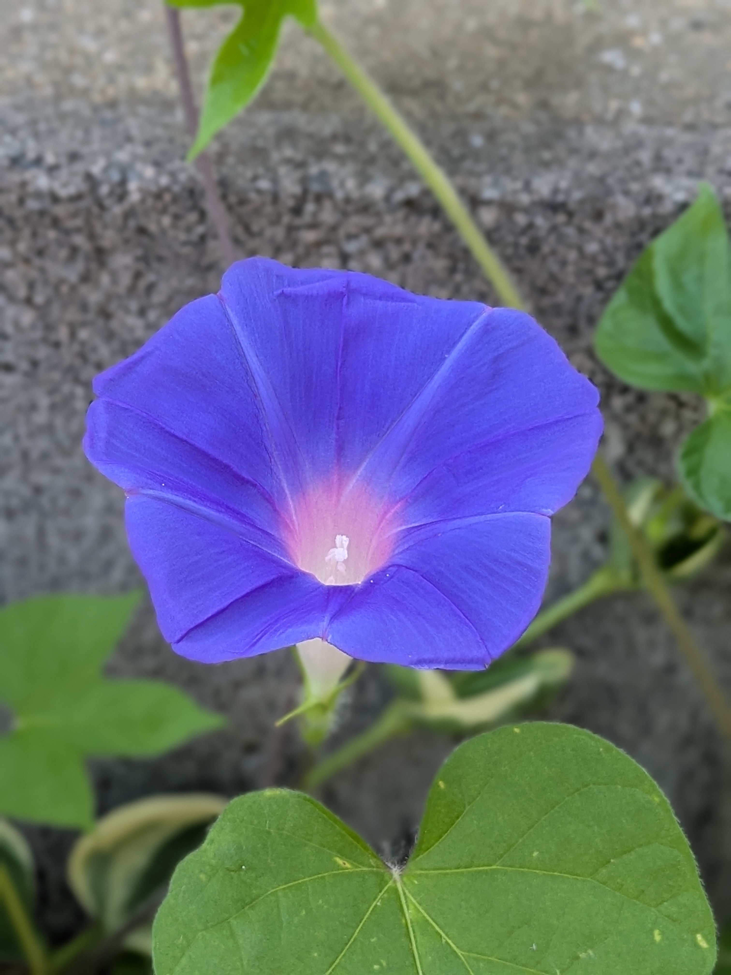 朝顔だより🎶2 | CAINZ DIY Square