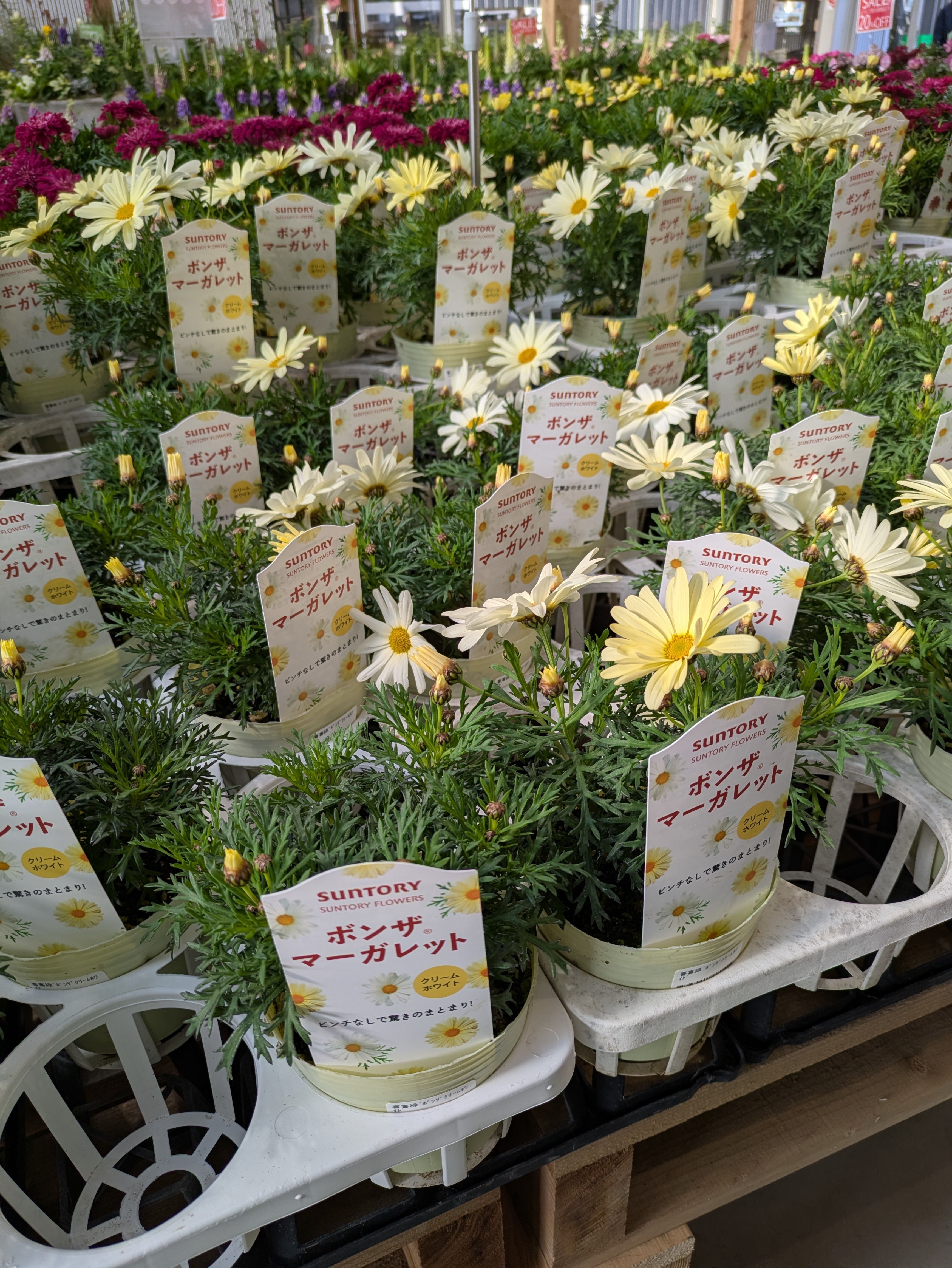 朗報 | SUNSUNガーデン