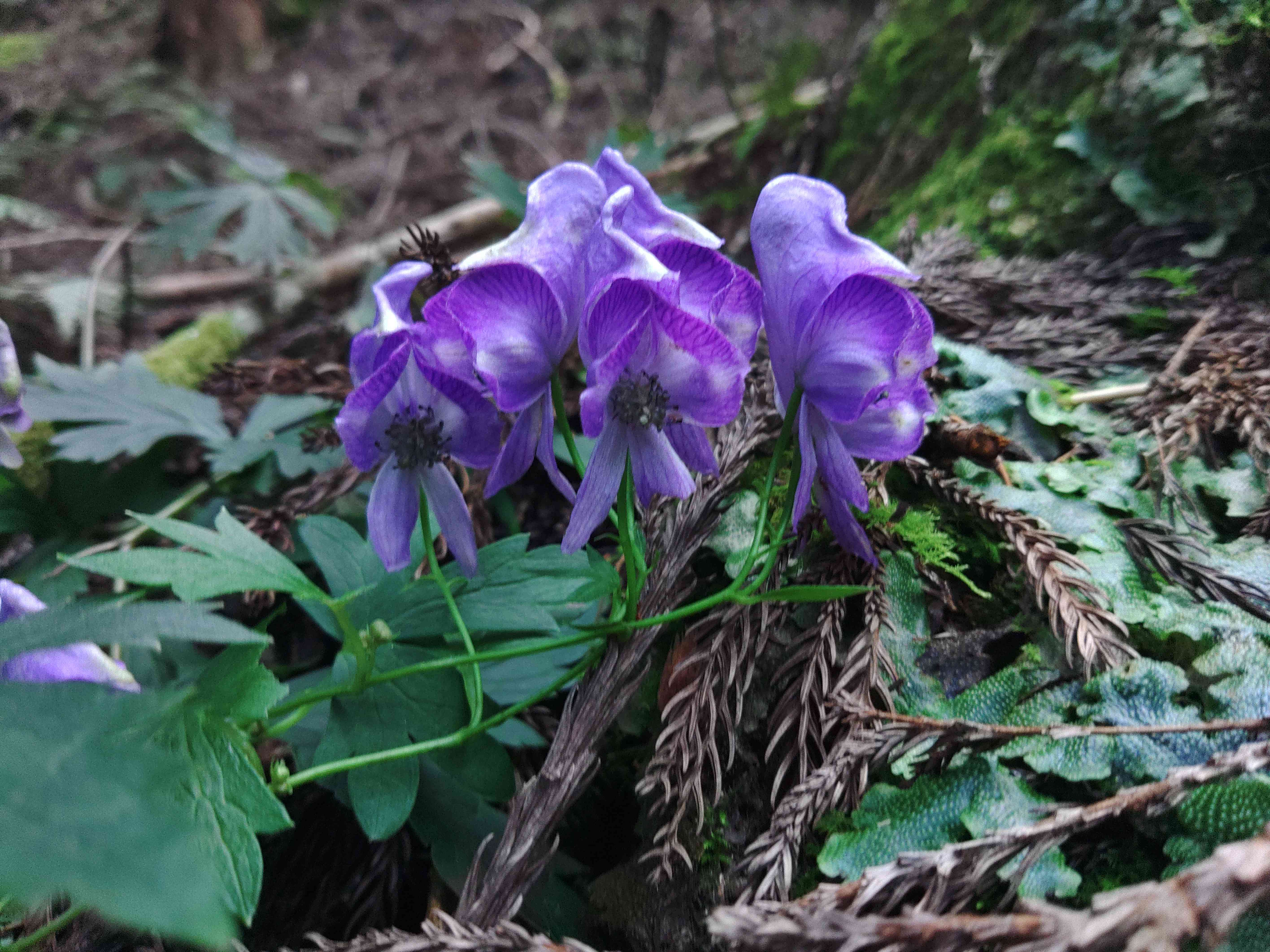 トリカブト | TORQUE STYLE