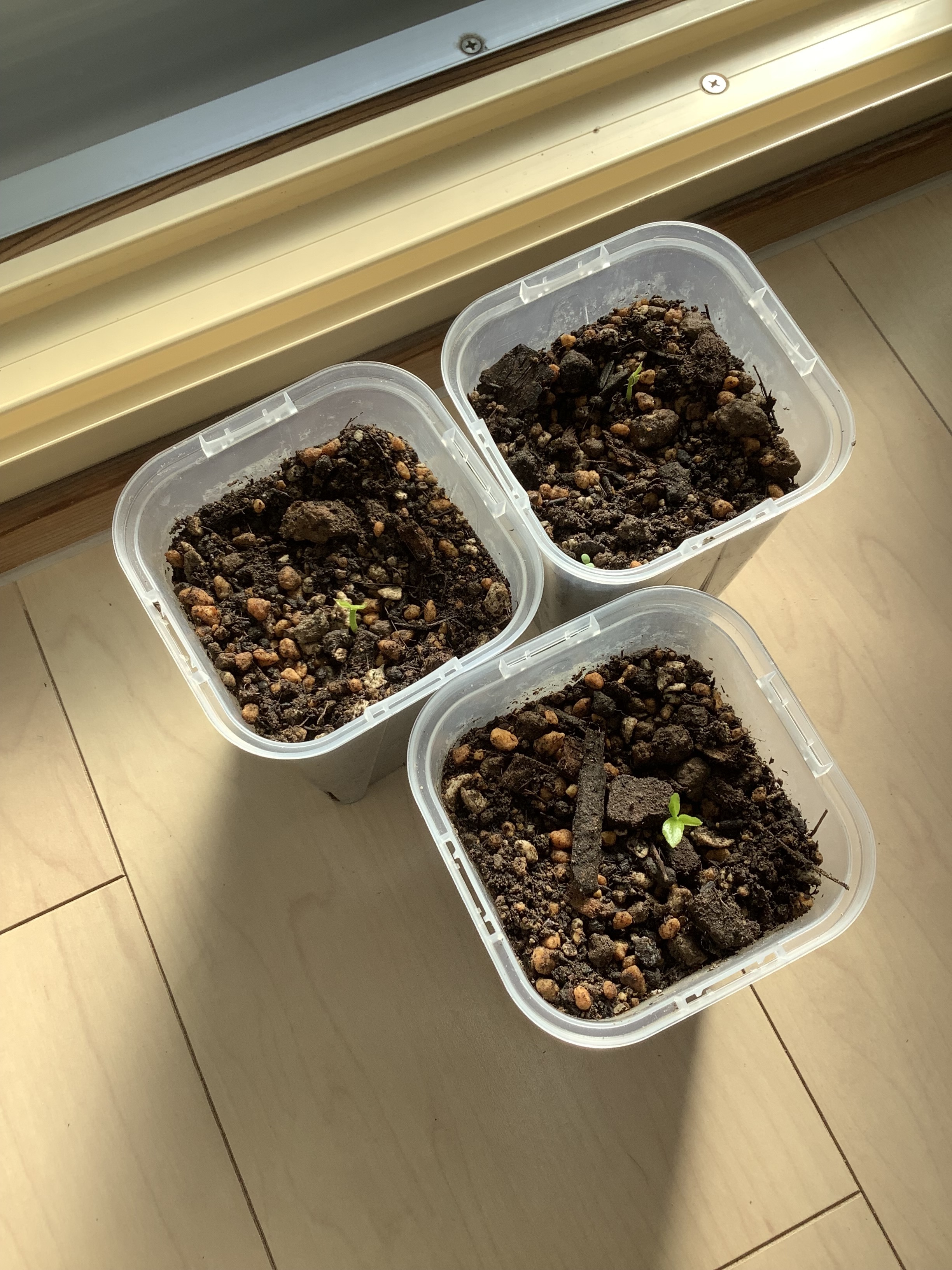 レモン🍋種まき | Aむすび エーコープマーク品のコミュニティサイト