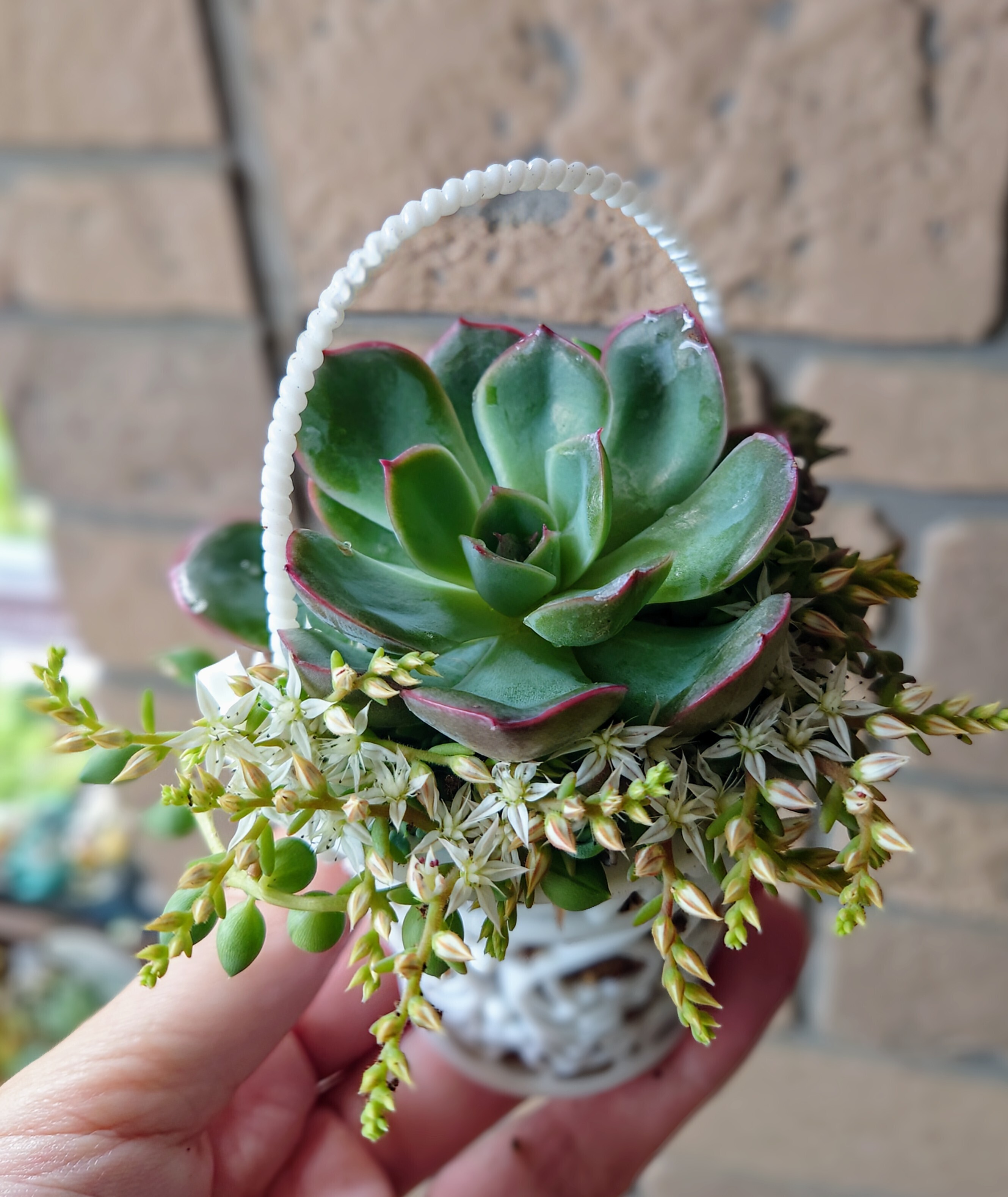 多肉遊び | CAINZ DIY Square