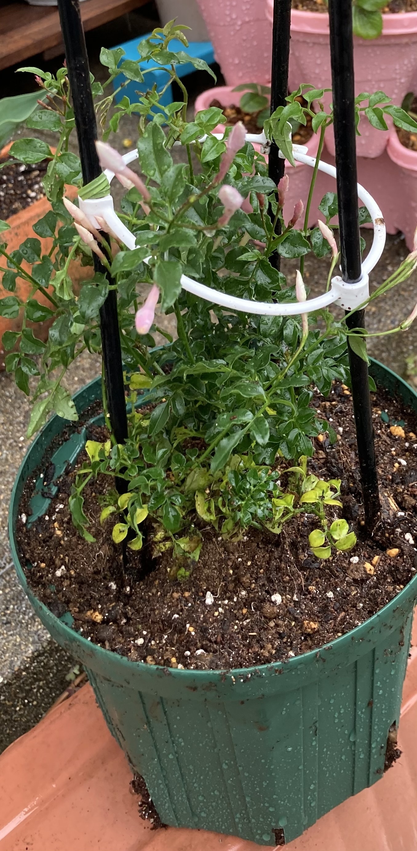 カロリーナジャスミン | CAINZ DIY Square