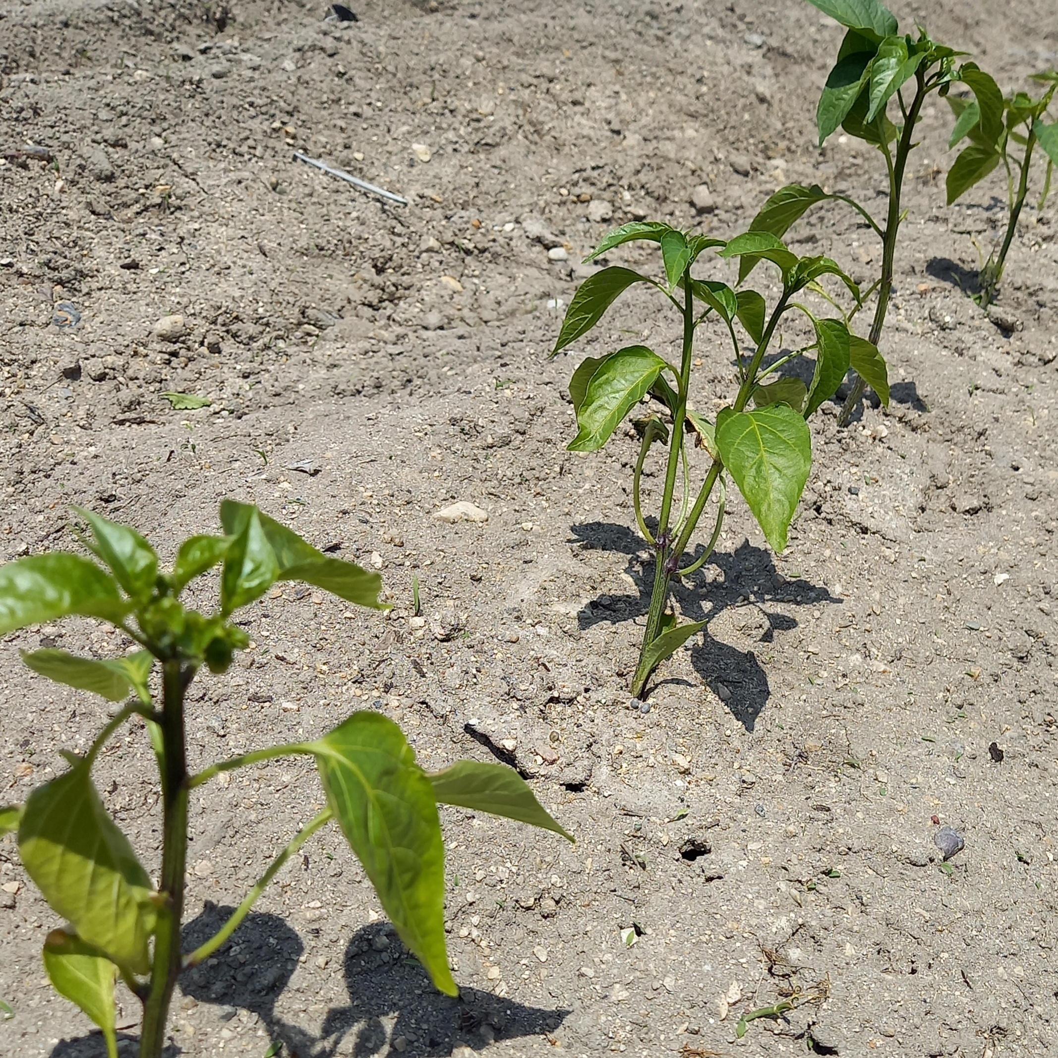 チャレンジ賞 ししとう | CAINZ DIY Square