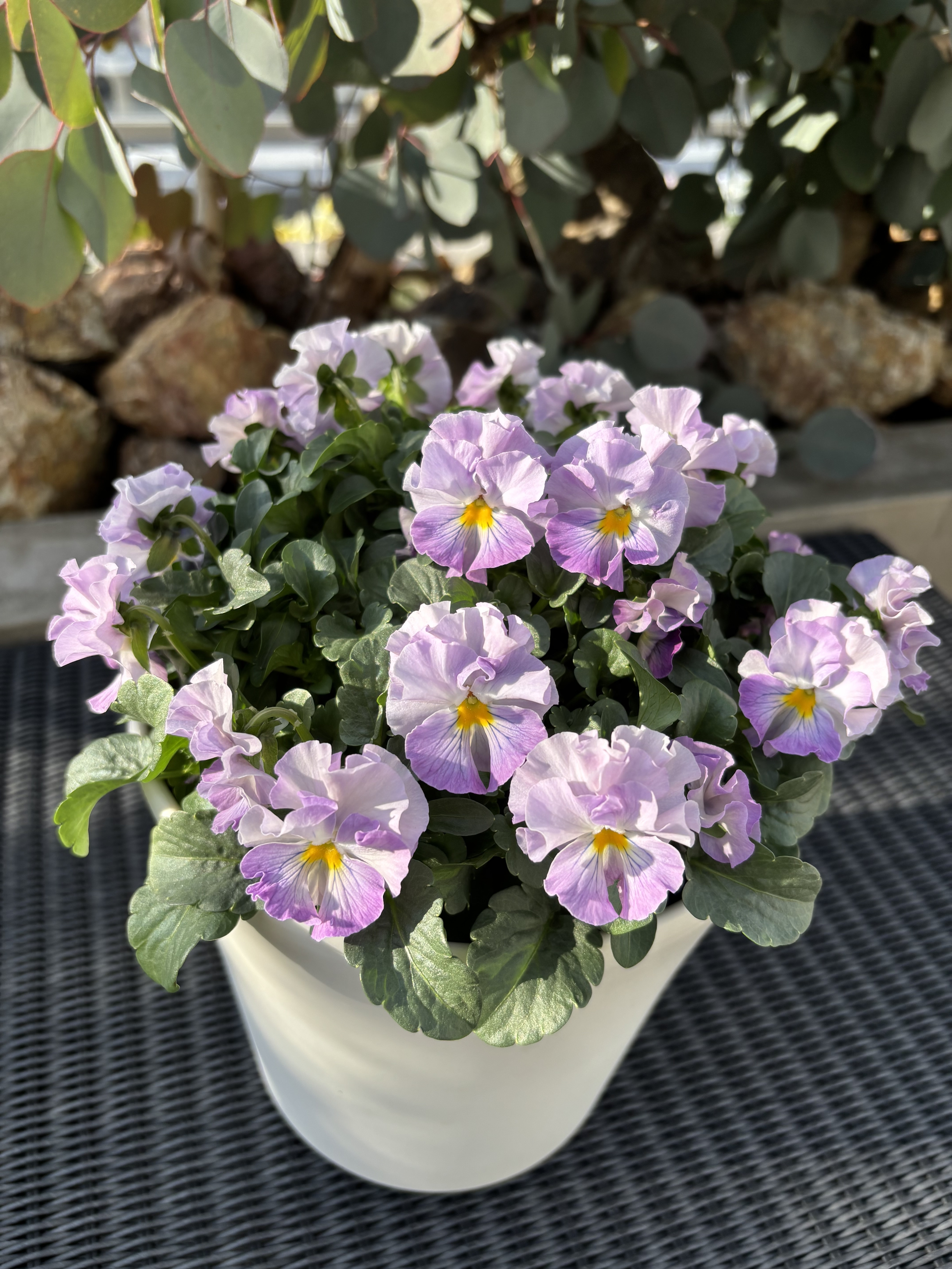 🌸今日のミルフル🌸 | SUNSUNガーデン