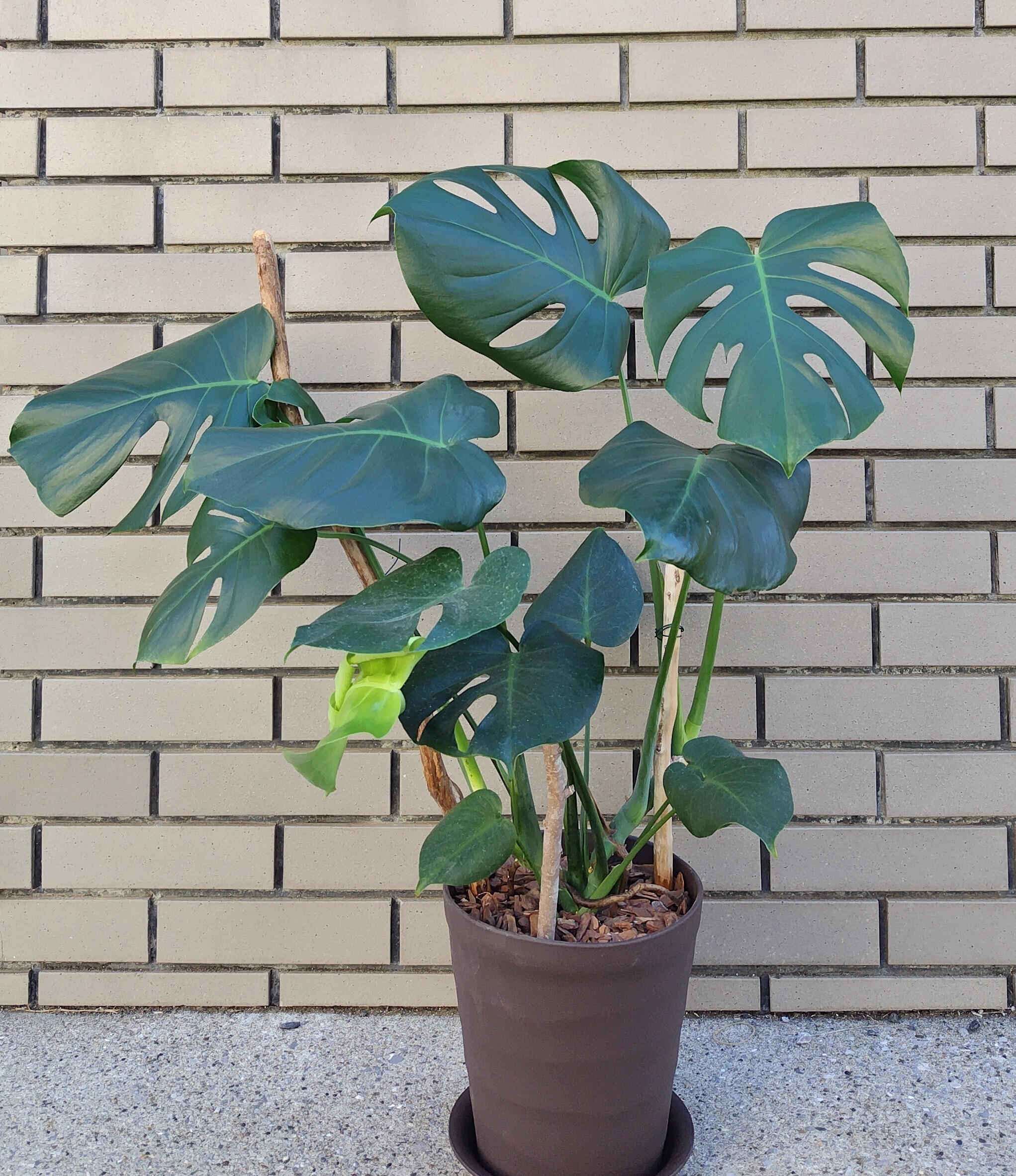 モンステラ植え替え | CAINZ DIY Square