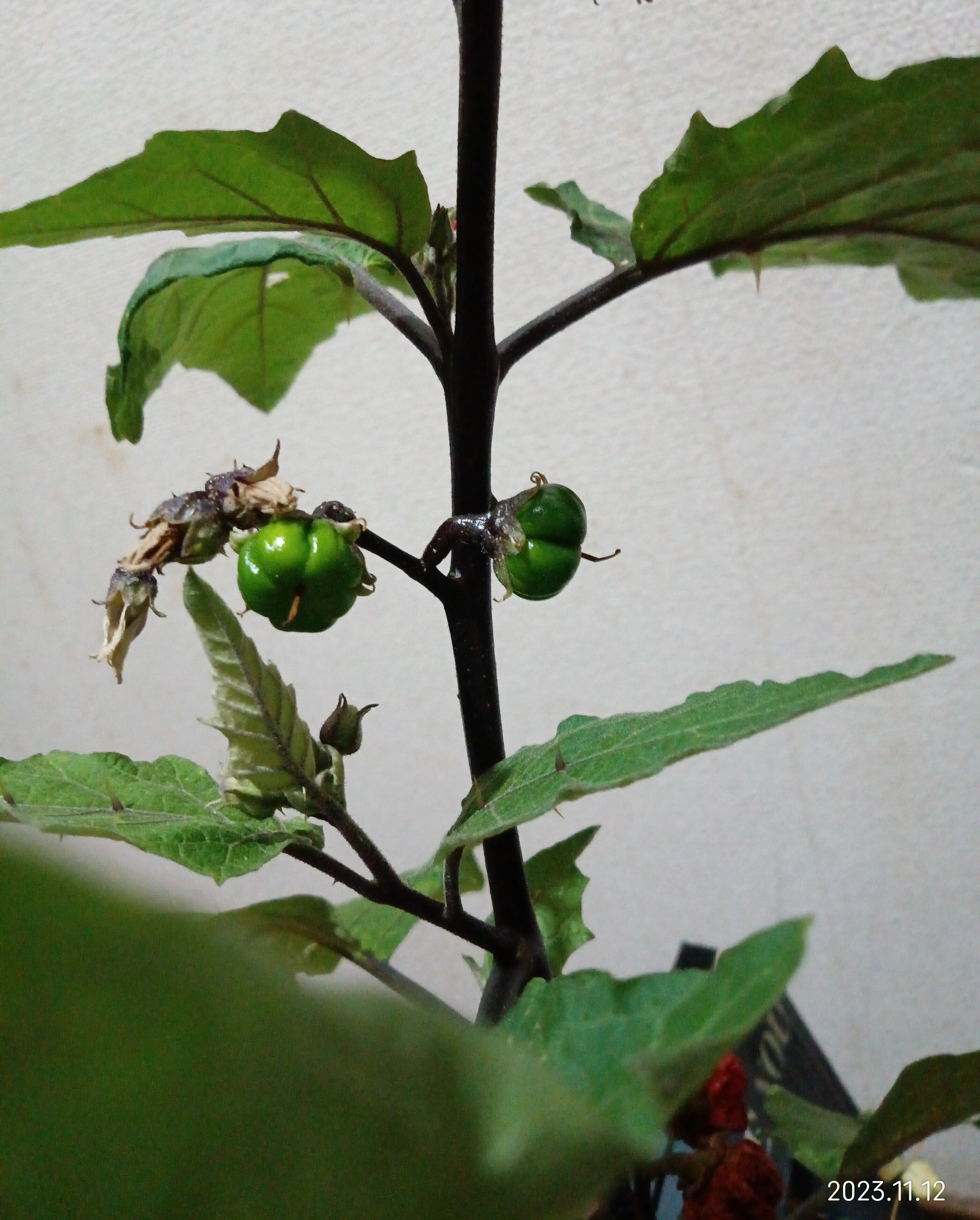 ハロウィンの寄植え その後 | CAINZ DIY Square