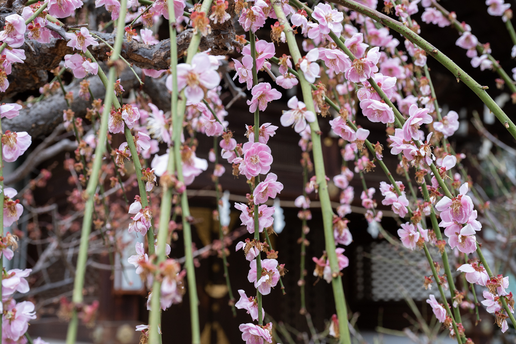 祖霊社の梅 | PHOTO HUB by nikkor club