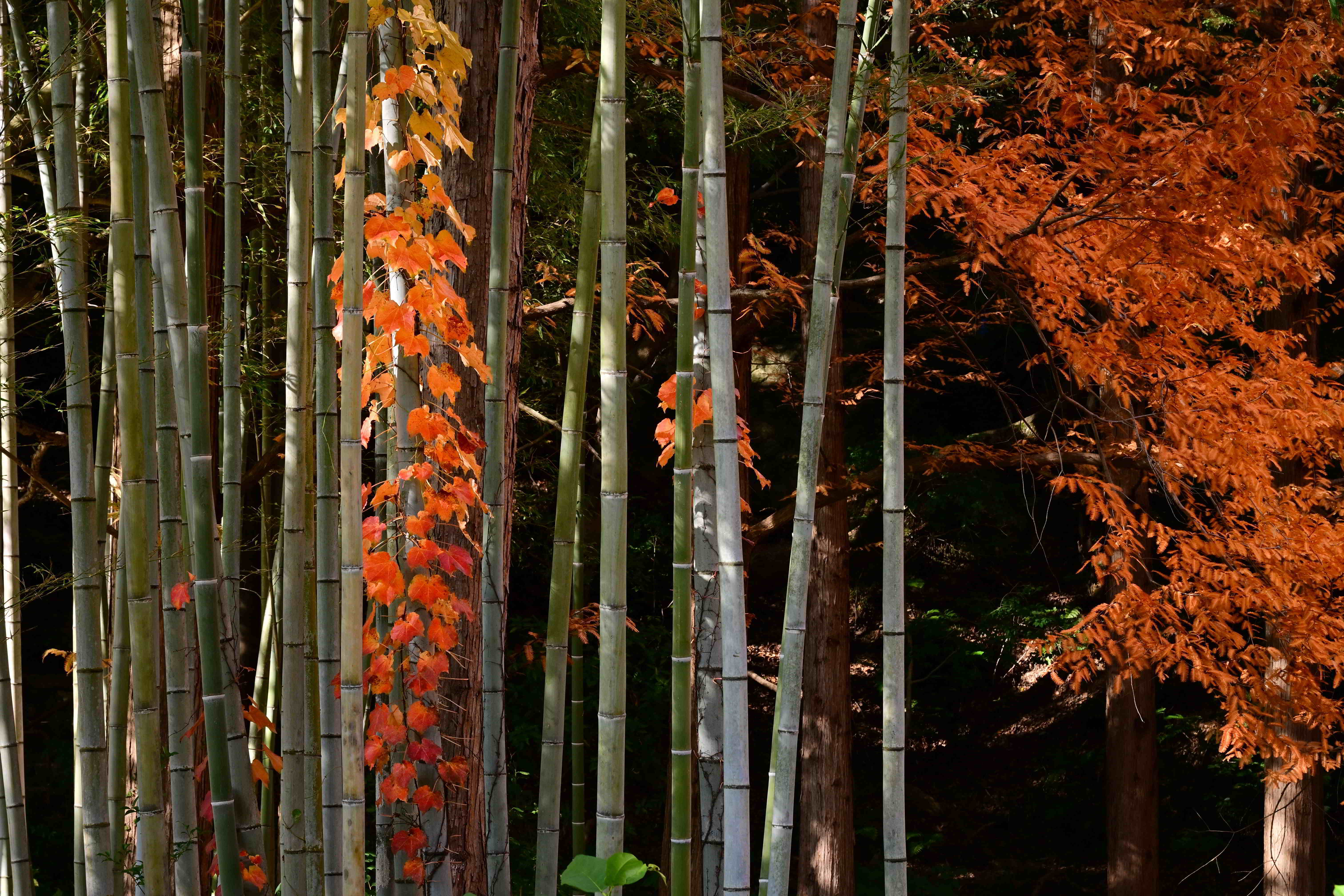 ツタが絡まり | PHOTO HUB by nikkor club