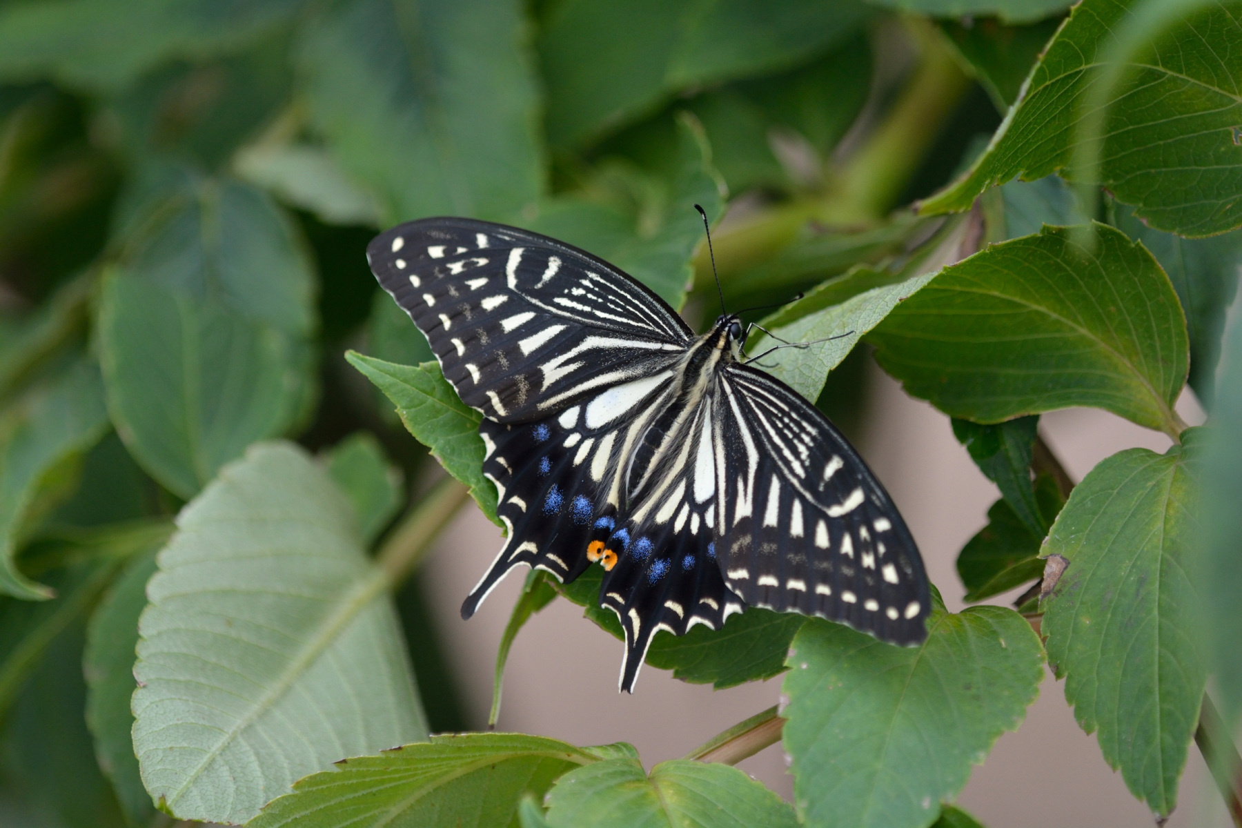 一休み中のアゲハたち | PHOTO HUB by nikkor club
