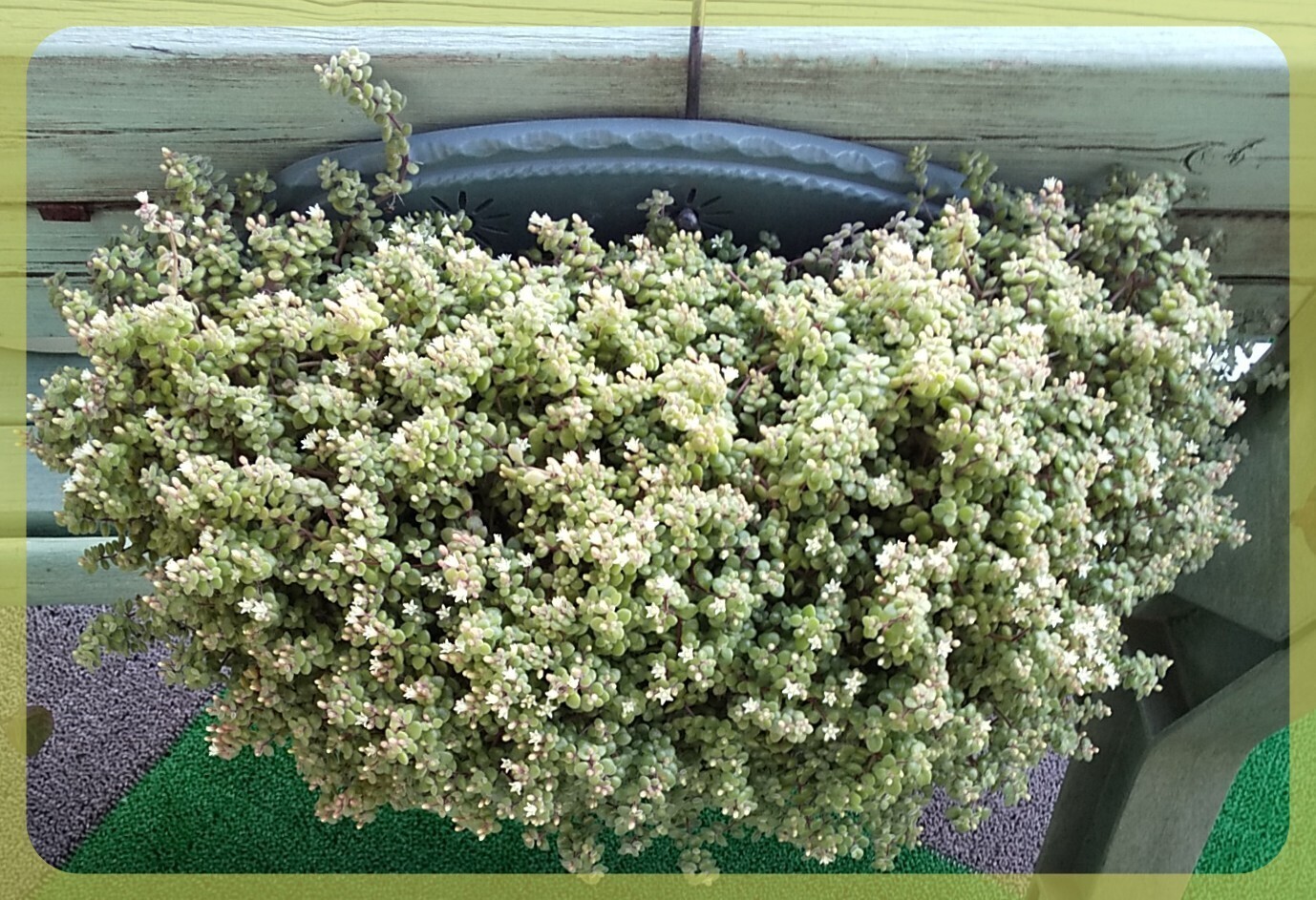 ブロウメアナ💮ランナーの成長 | CAINZ DIY Square