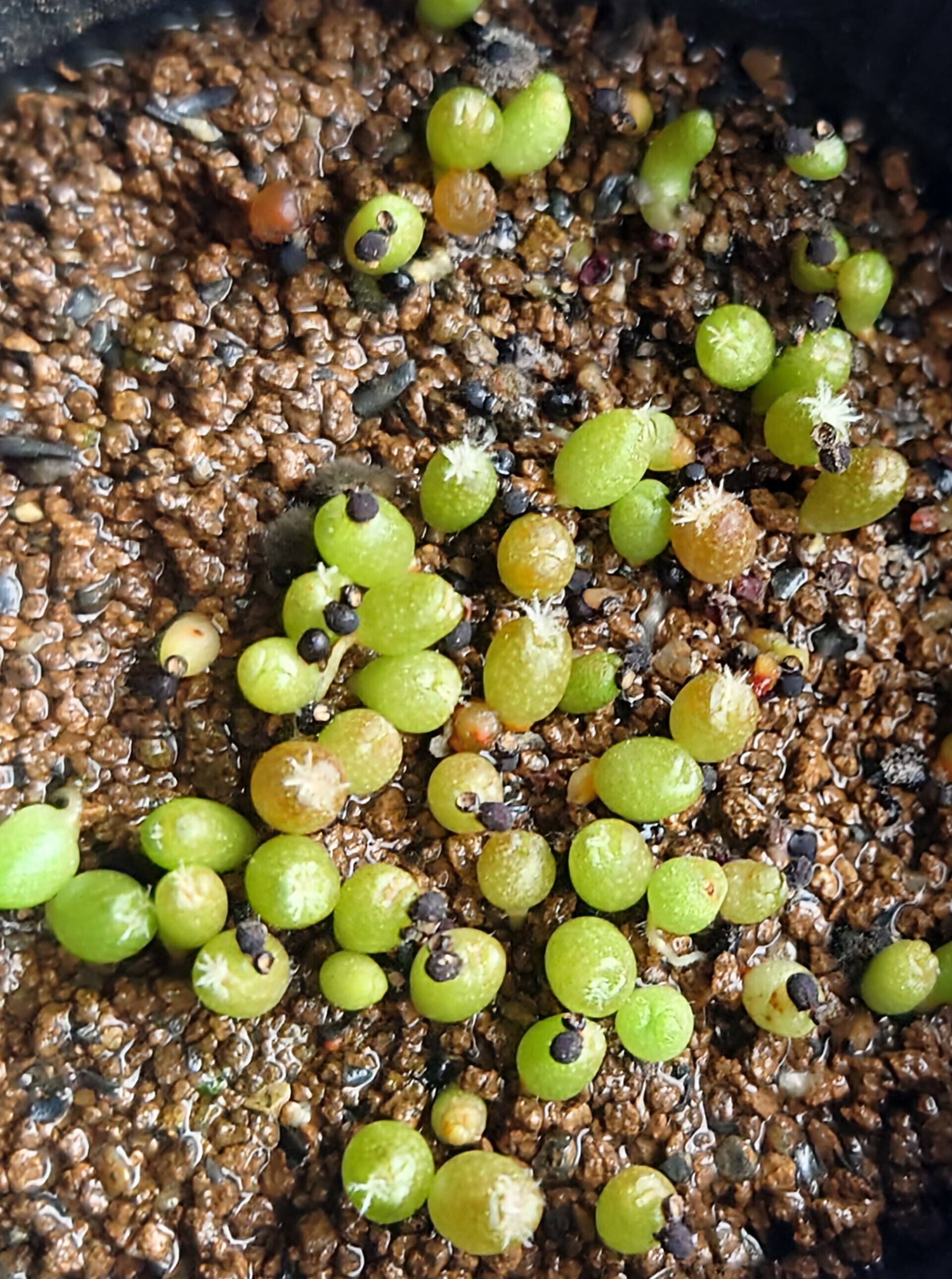 サボテンの赤ちゃん👶その後2 | CAINZ DIY Square