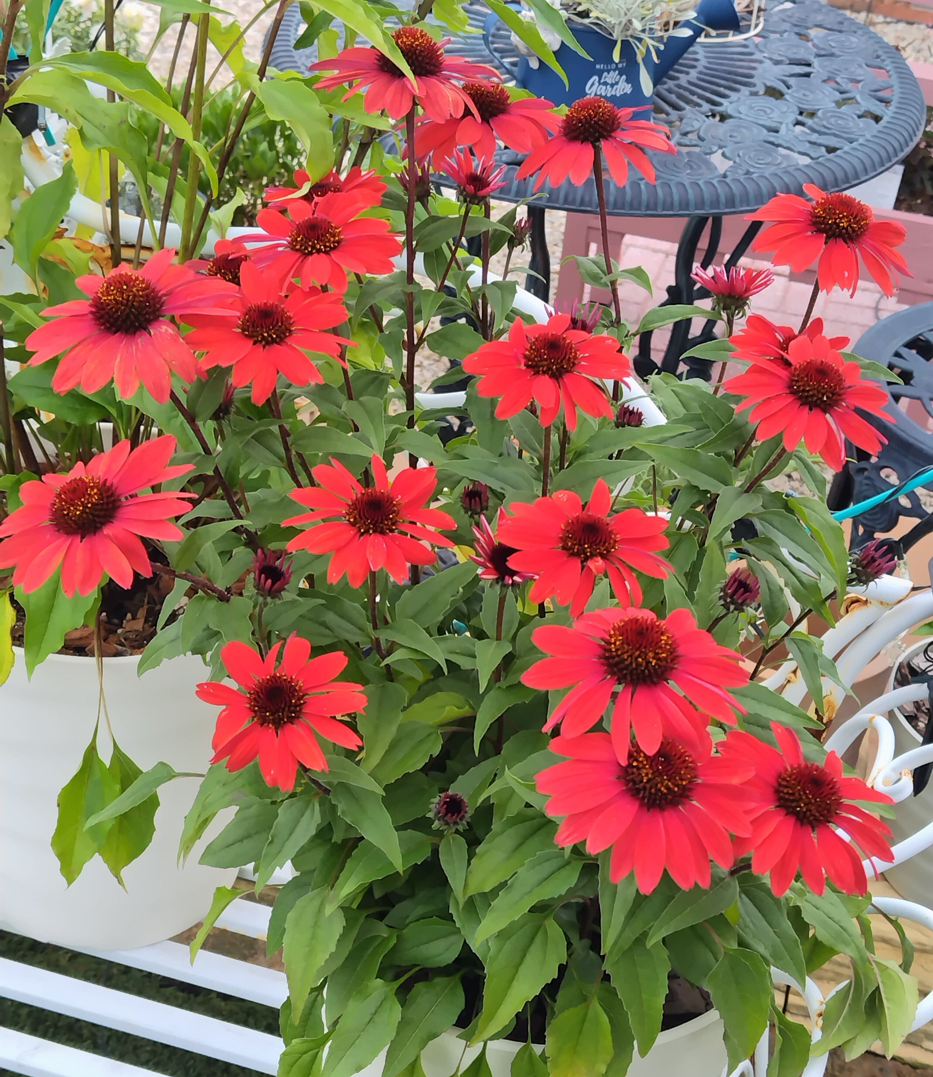 エキナセア パナマレッド | CAINZ DIY Square