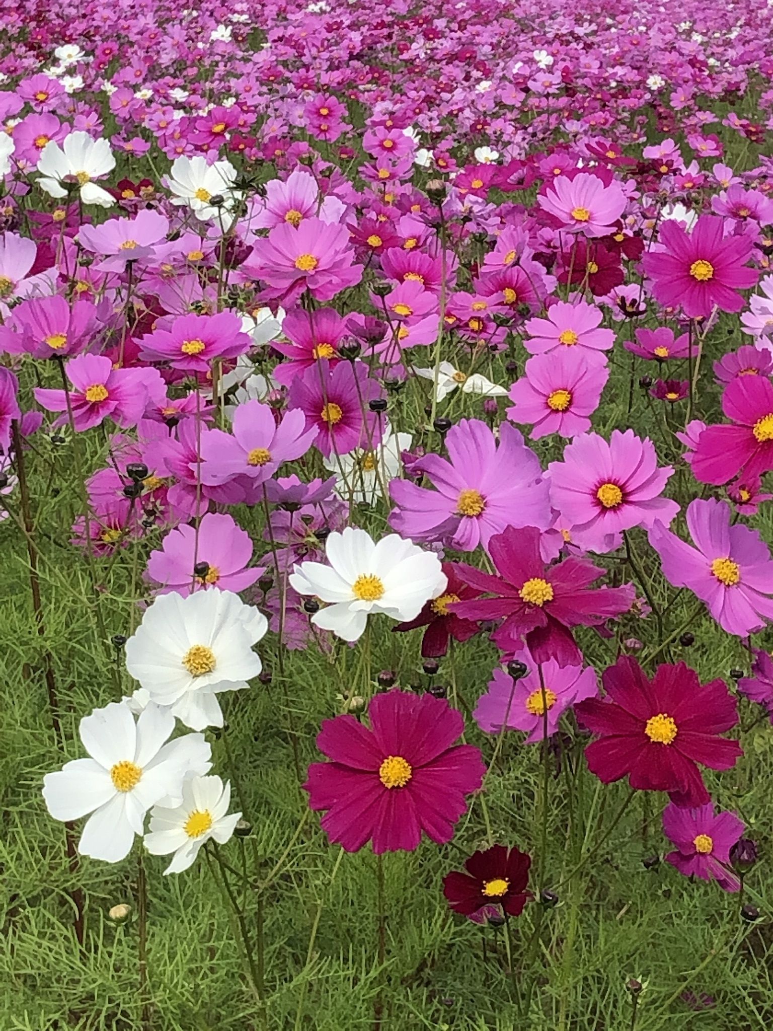 コスモスまつり | CAINZ DIY Square