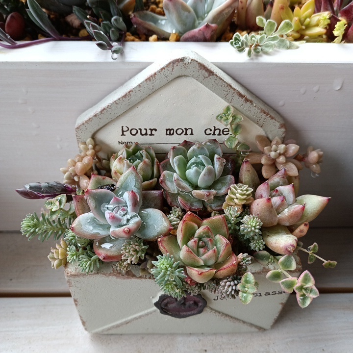 多肉植物寄植え | CAINZ DIY Square